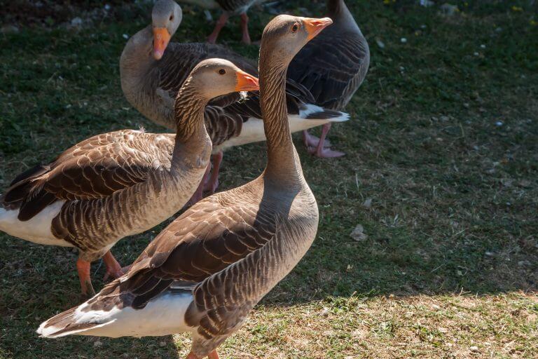 Things to do at Hanningfield | Waterside Parks